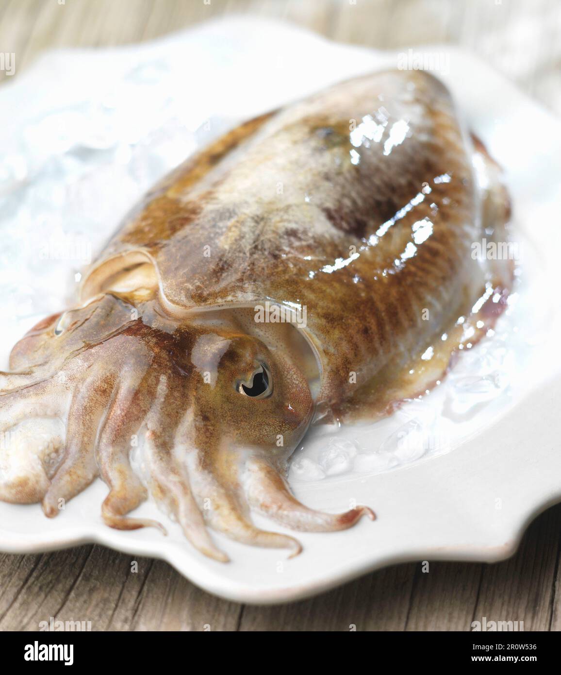 Squid pen hi-res stock photography and images - Alamy