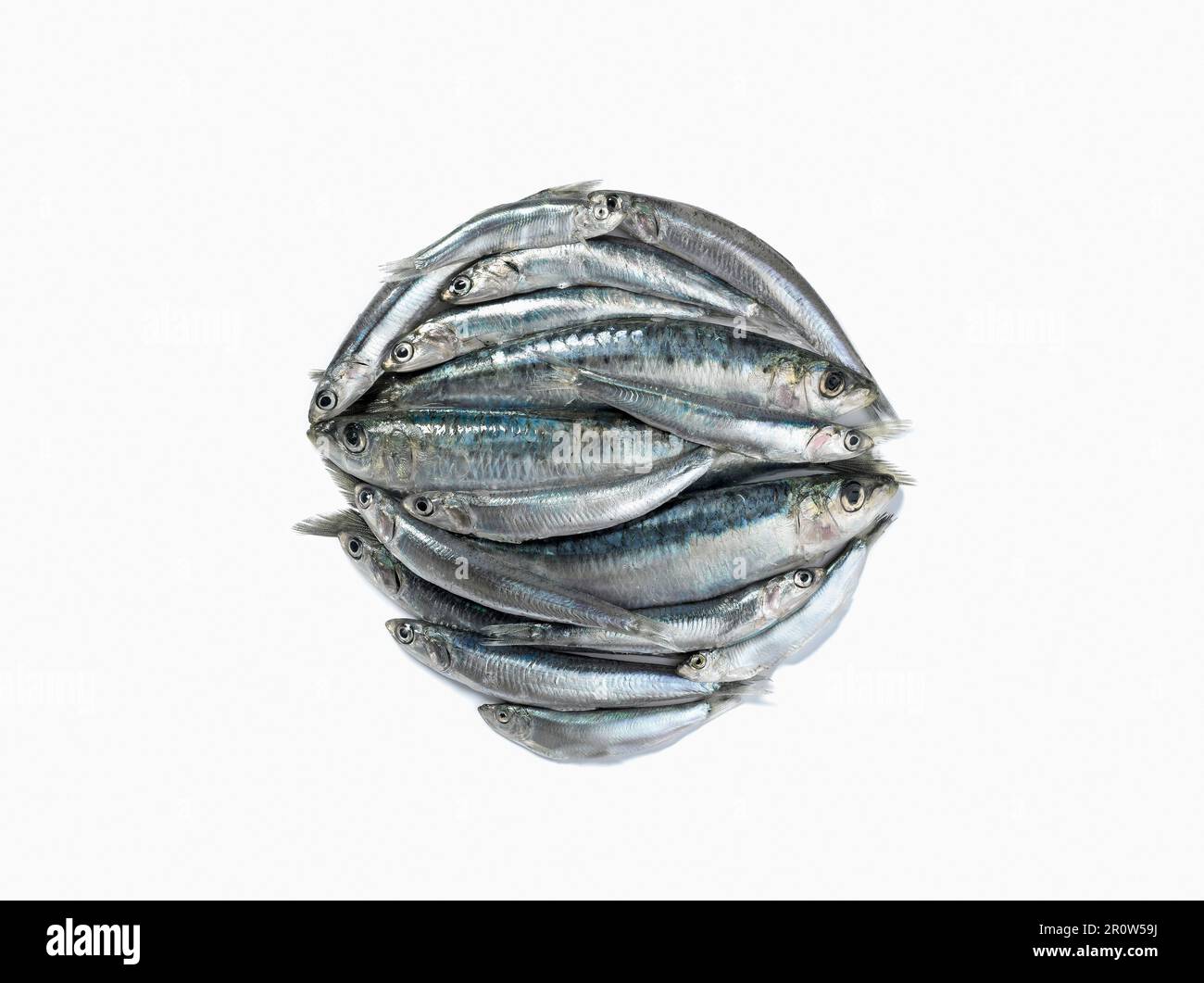 Composition with raw sardines Stock Photo - Alamy