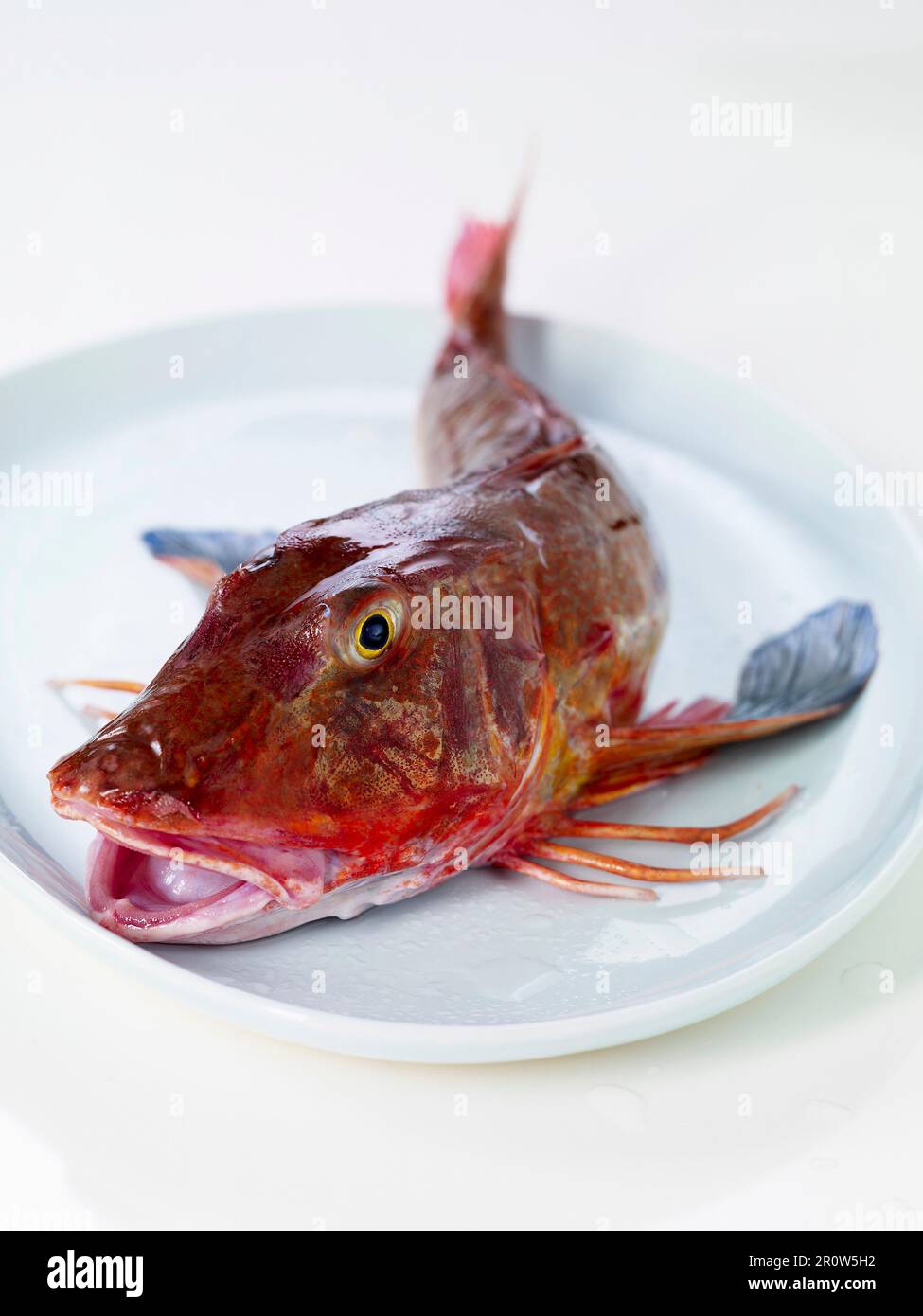 Red mullet gurnard hi-res stock photography and images - Alamy