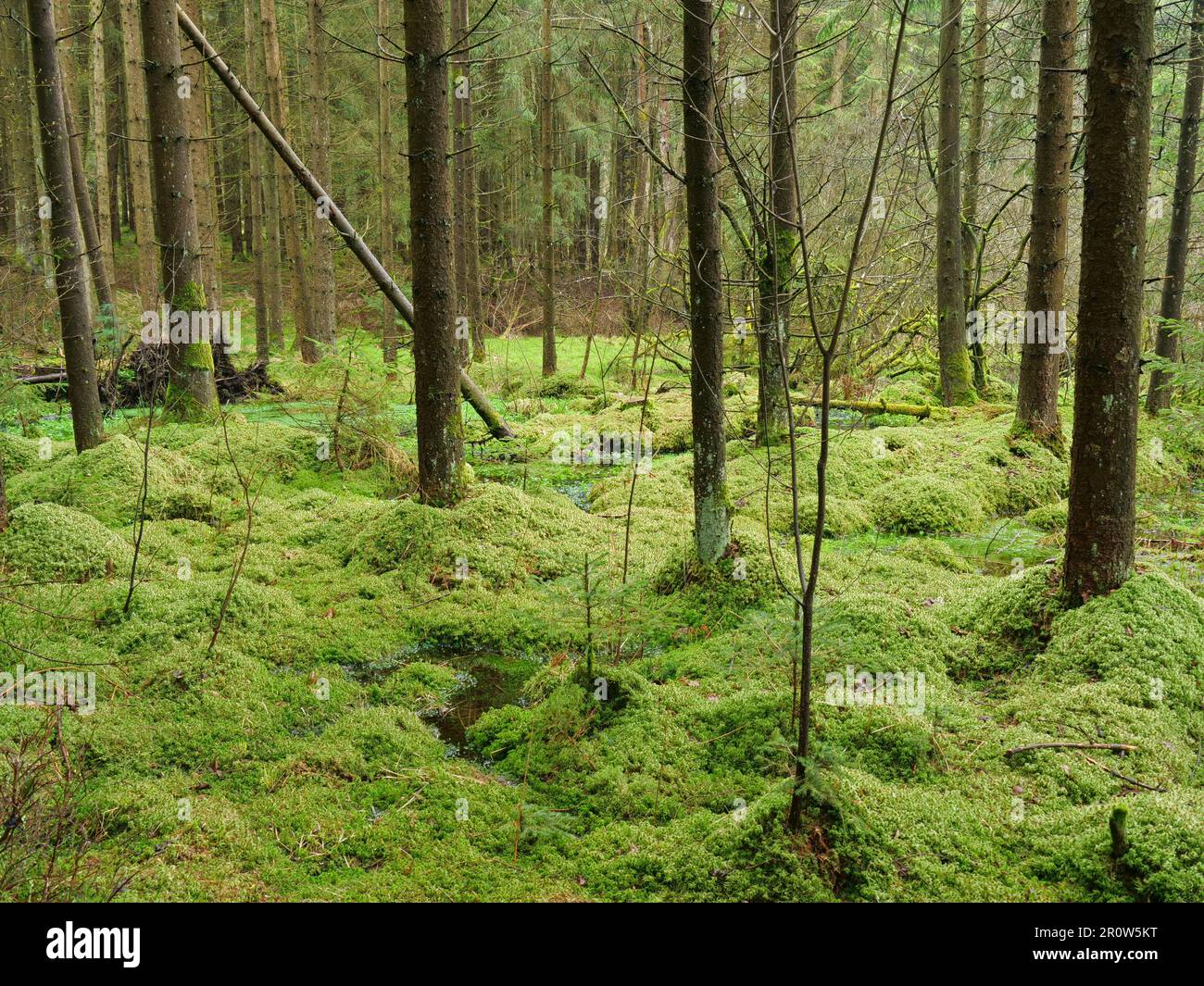wood in raised bog with mossy ground Stock Photo - Alamy