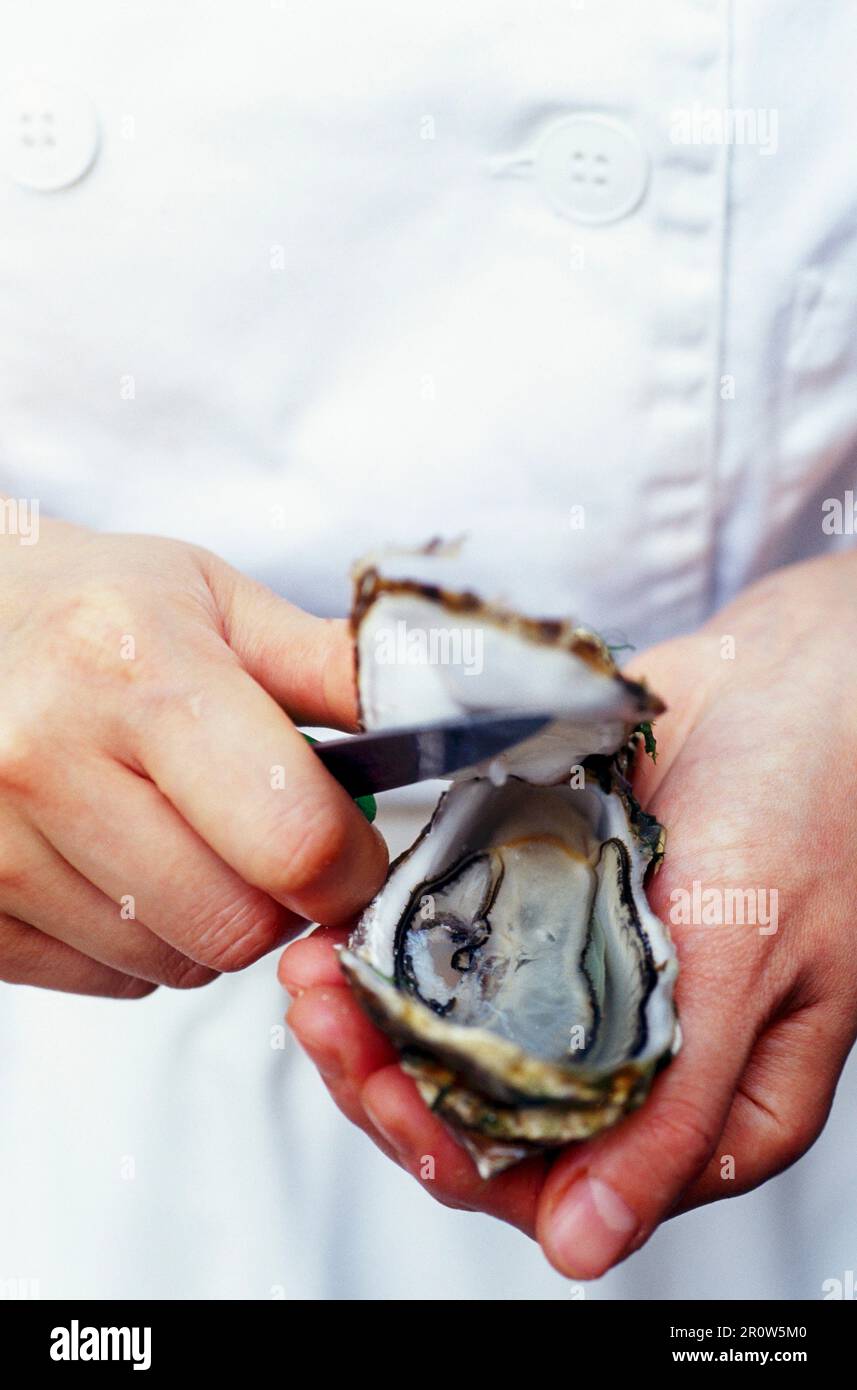 Person opening an oyster Stock Photo - Alamy