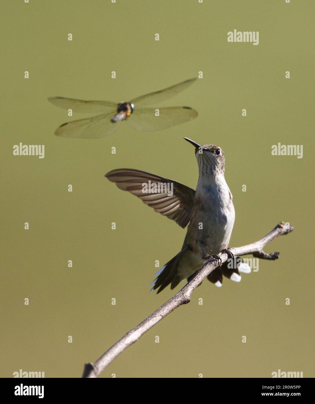 A dragonfly flying near a hummingbird Stock Photo - Alamy
