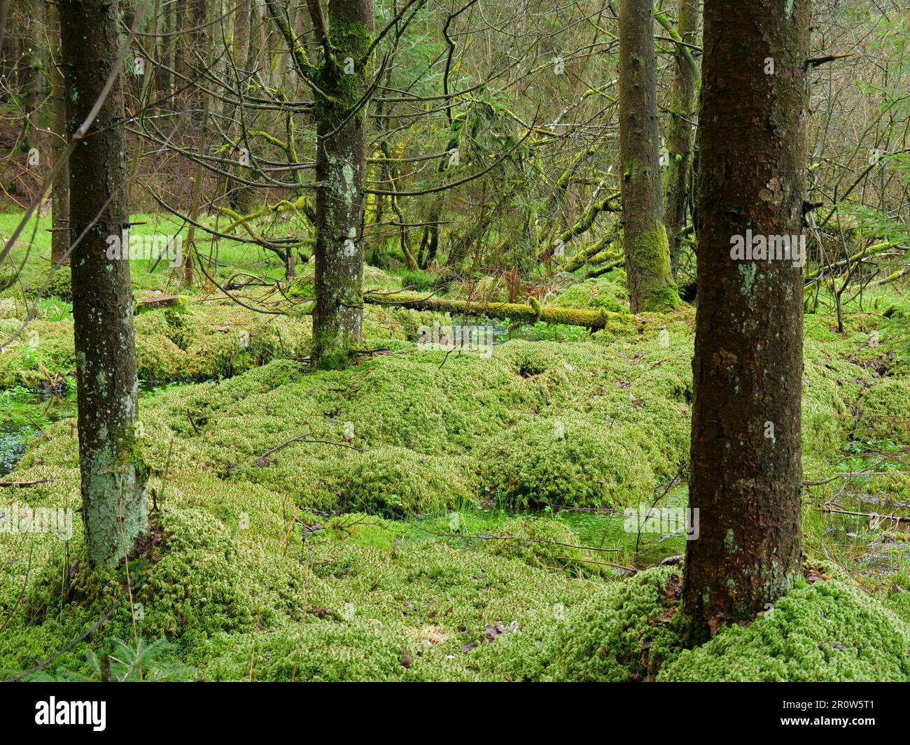 wood in raised bog with mossy ground Stock Photo - Alamy