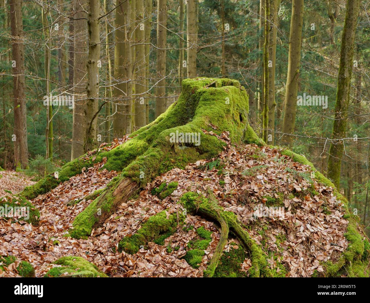 Stump moss wood hi-res stock photography and images - Alamy
