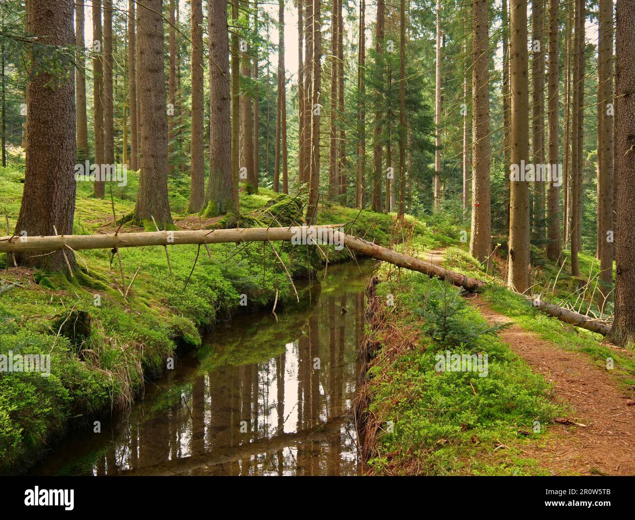 broken tree lies over forest stream Stock Photo - Alamy