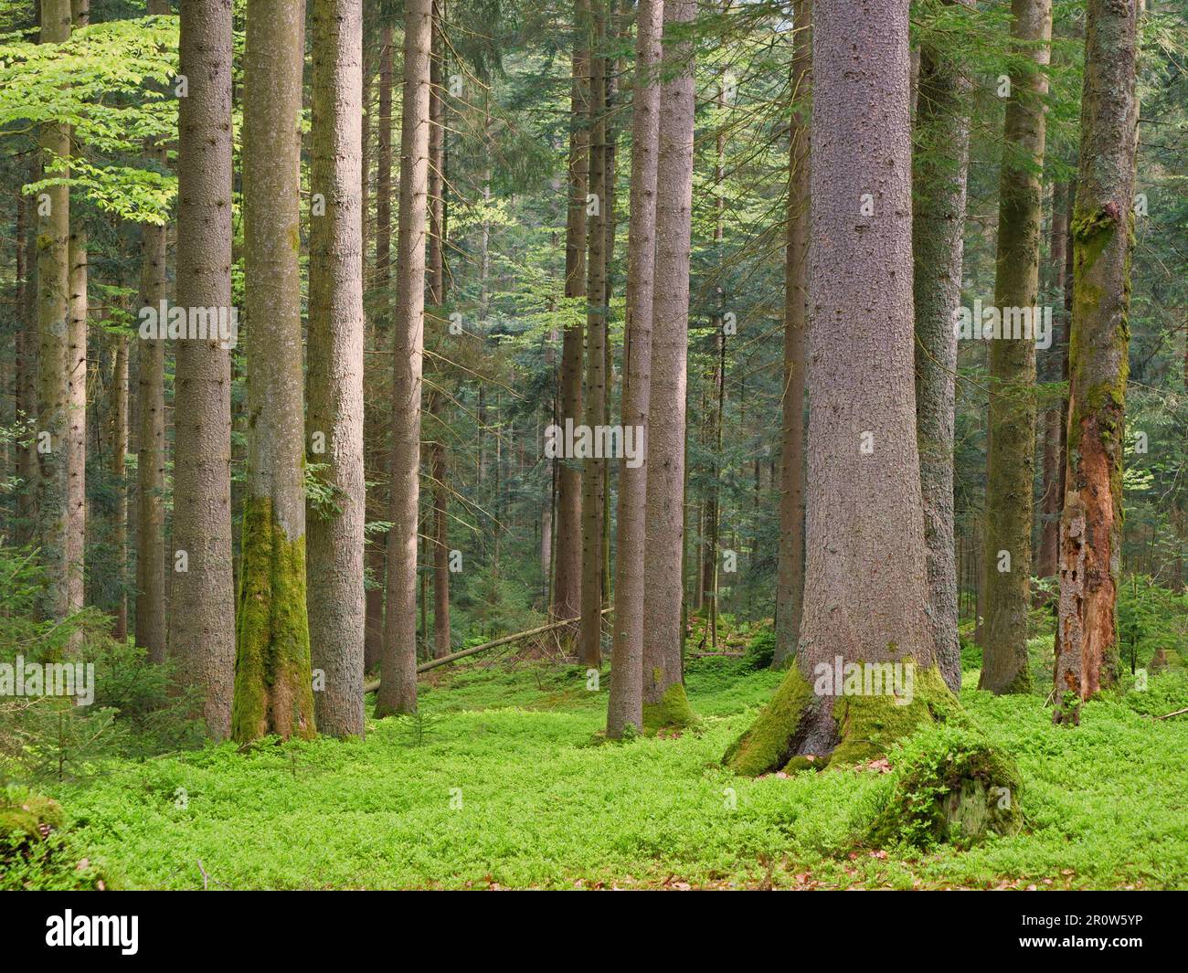 Moss covered spruce forest hi-res stock photography and images - Alamy