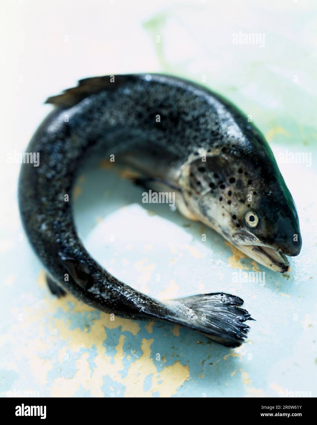 Salmon entire fish hi-res stock photography and images - Alamy