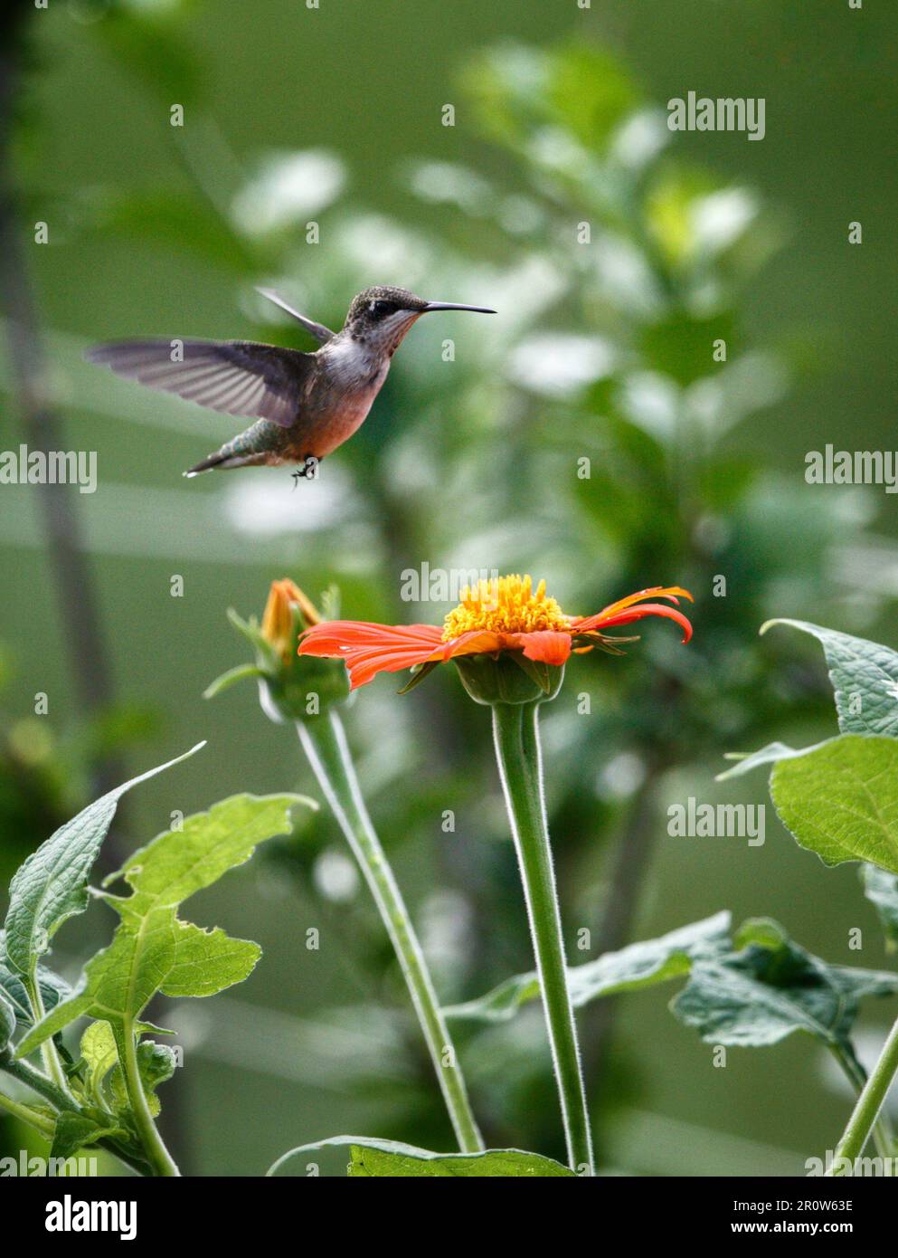 A hummingbird flying towards a flower Stock Photo - Alamy