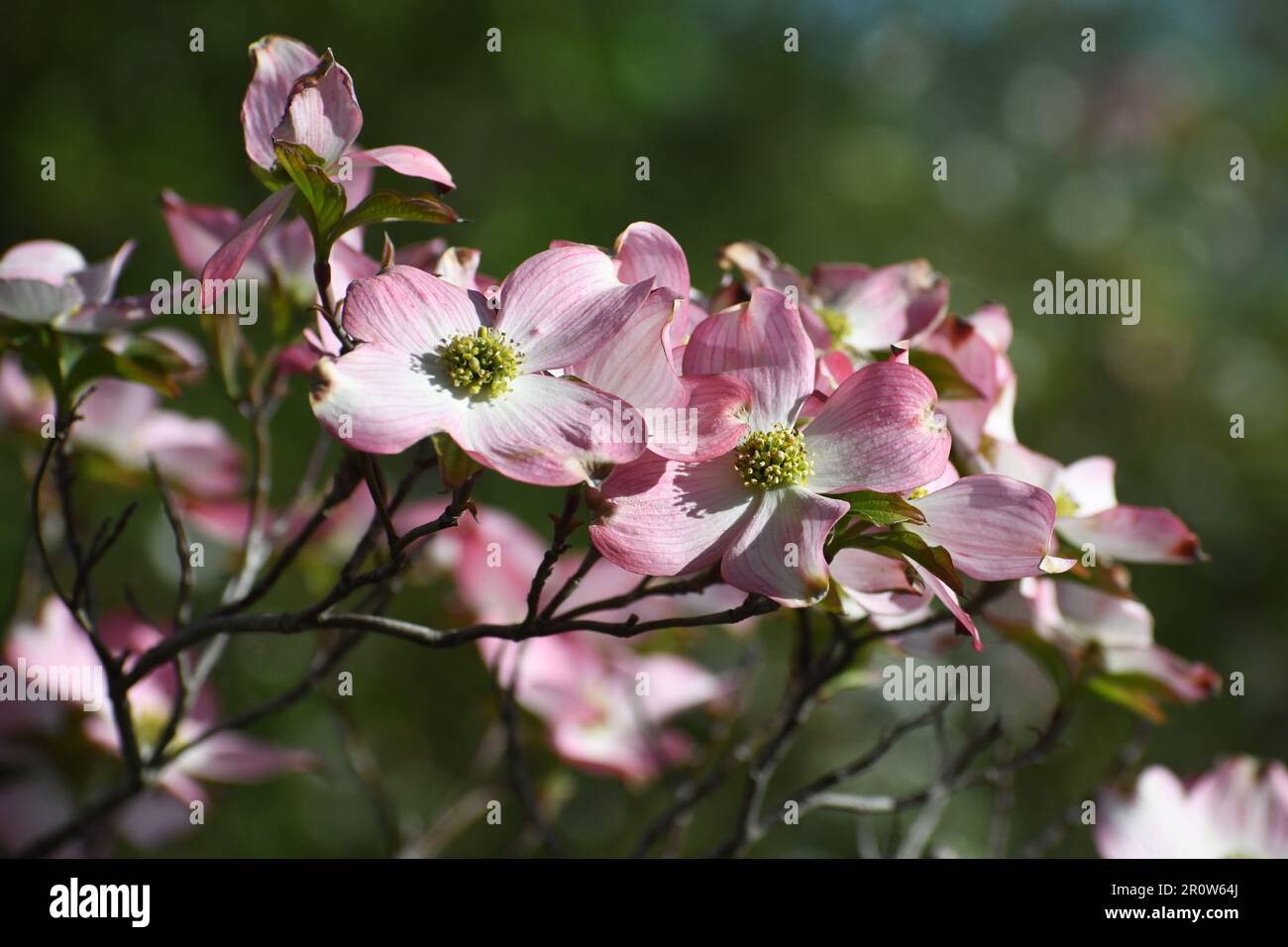 cluster of pink flowering dogwood on backyard and smooth bokeh: a ...