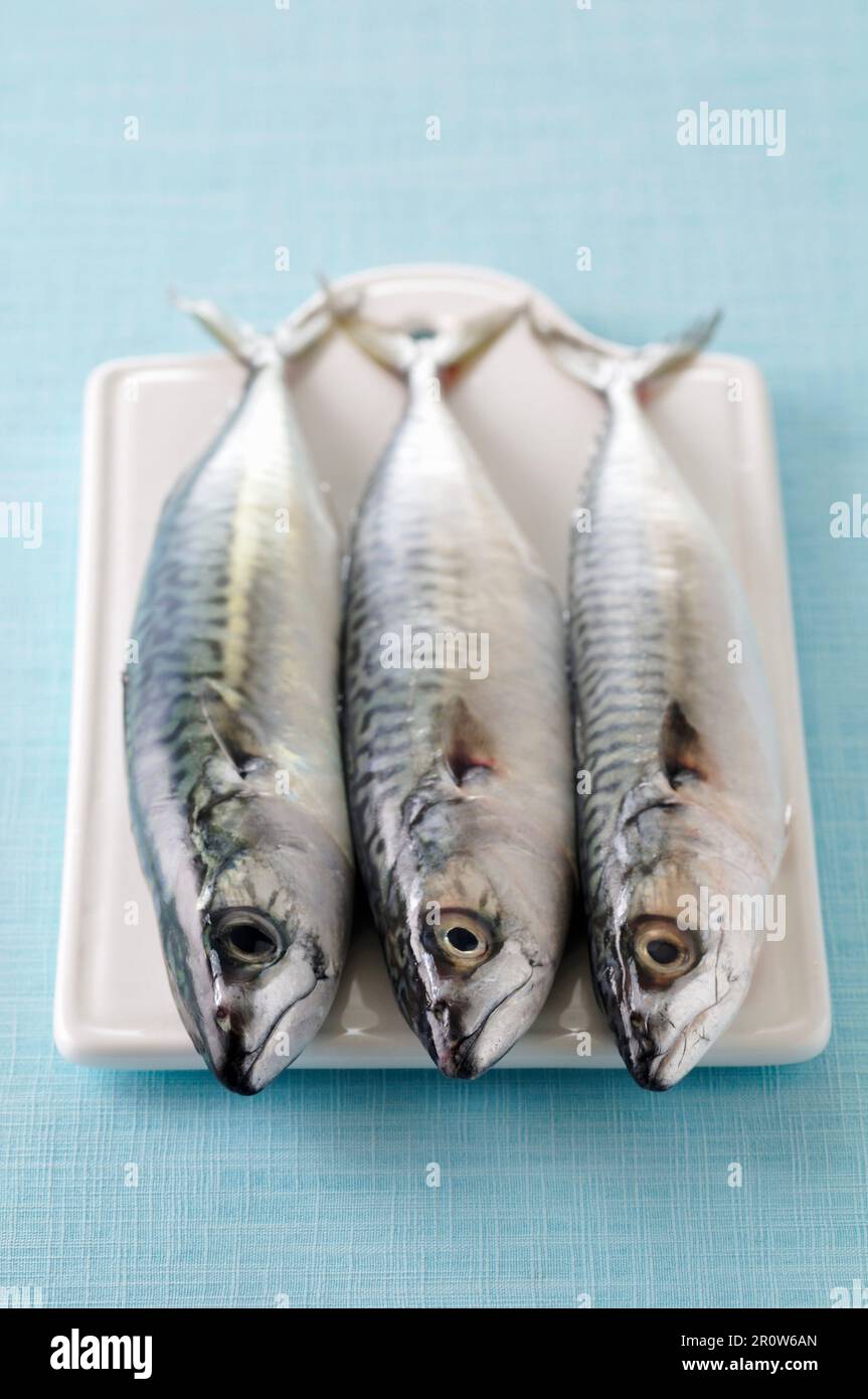Three raw mackerels Stock Photo - Alamy