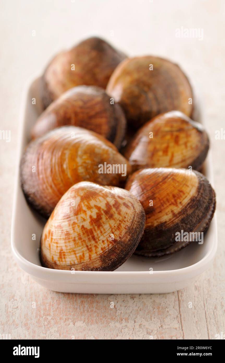 Dog cockle shellfish Stock Photo - Alamy