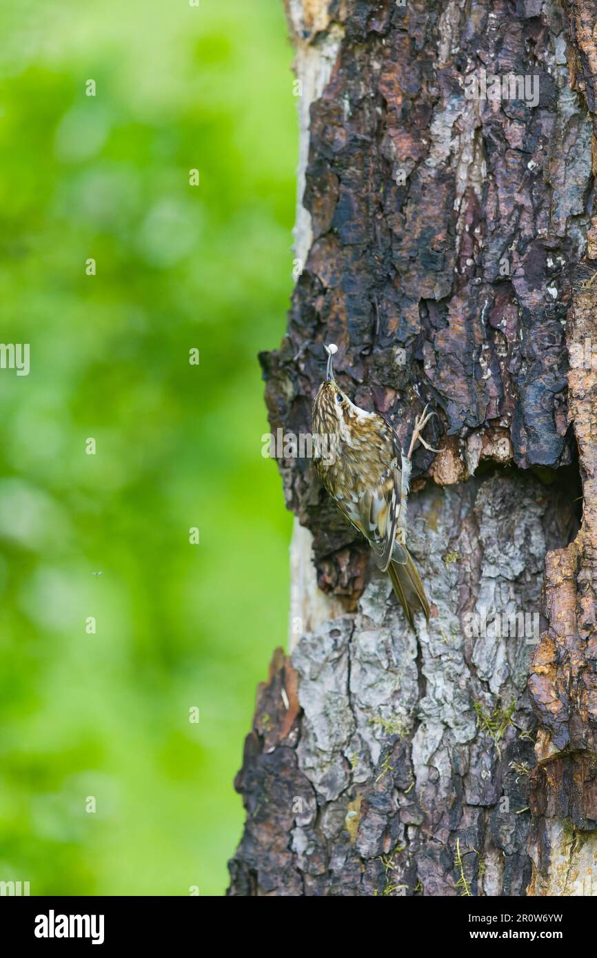 Common treecreeper Certhia familiaris, adult perched outside nest ...