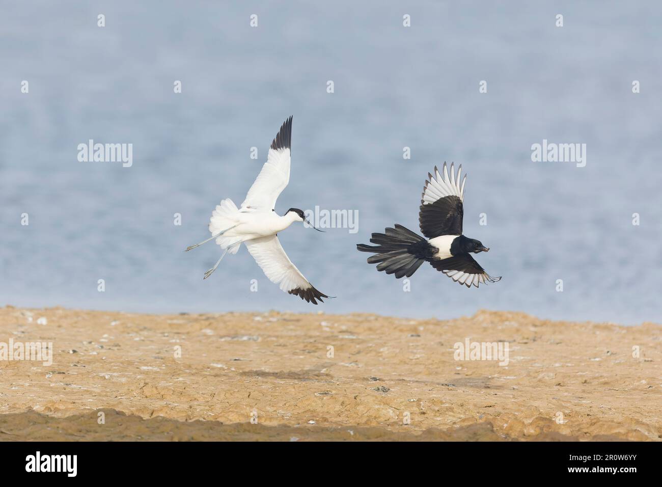 Eurasian avocet Recurvirostra avosetta, adult chasing Common magpie ...