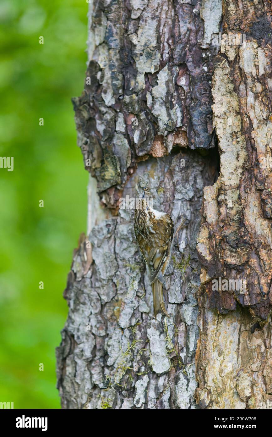 Common treecreeper Certhia familiaris, adult perched outside nest ...