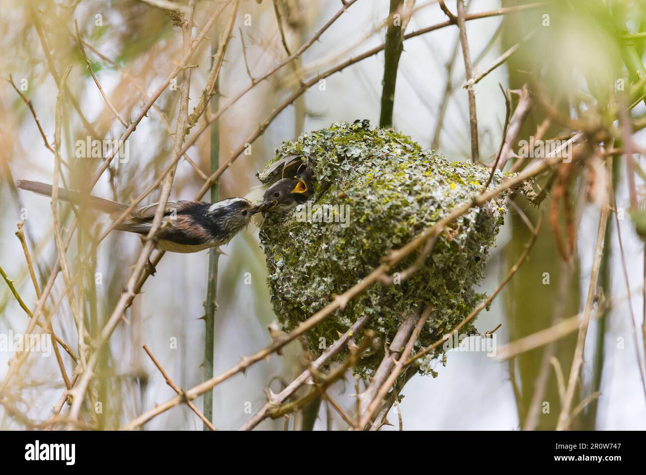 Long-tailed tit Aegithalos caudatus, adult feeding chicks at nest ...