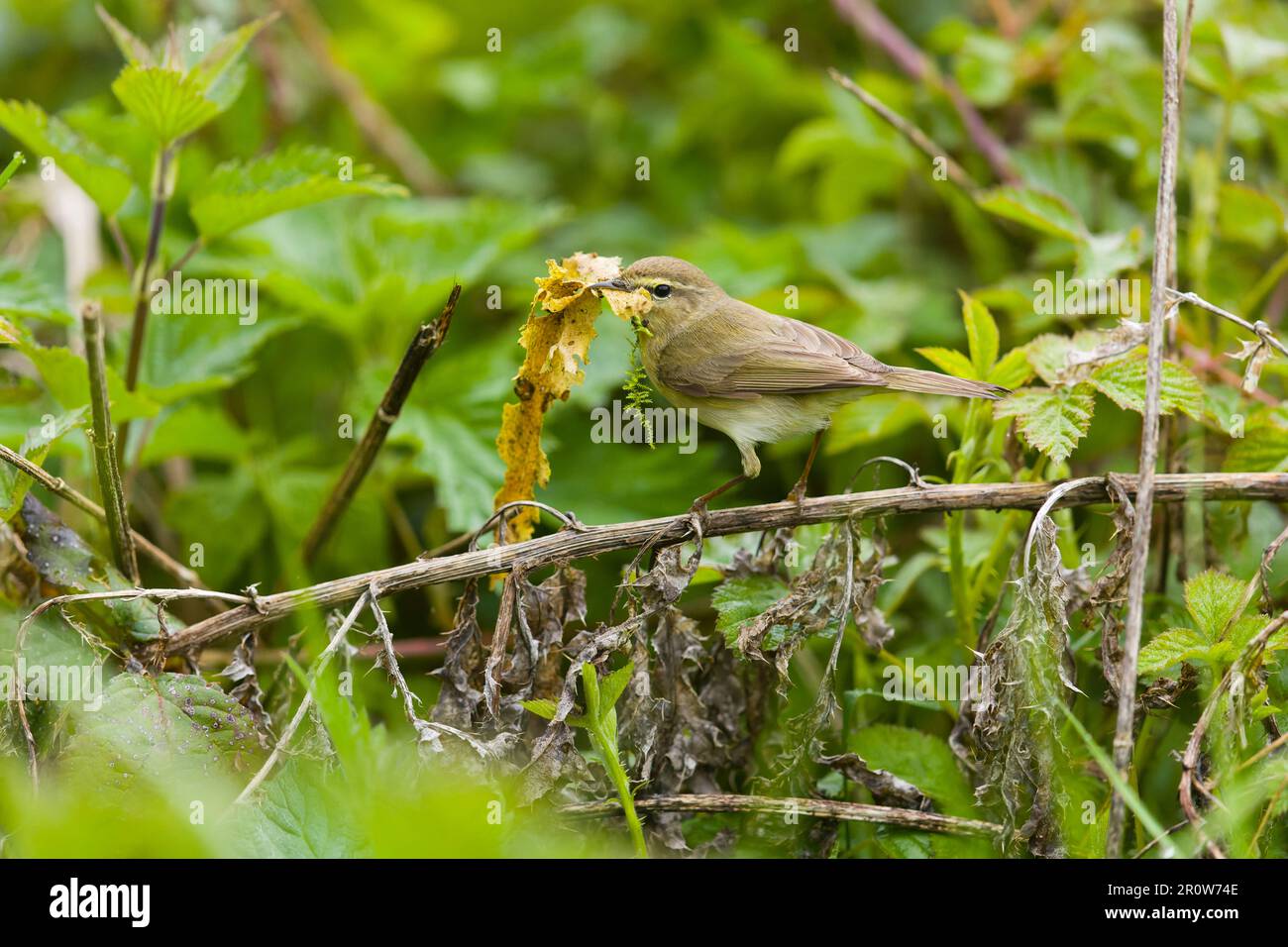 Warblers nest hi-res stock photography and images - Alamy