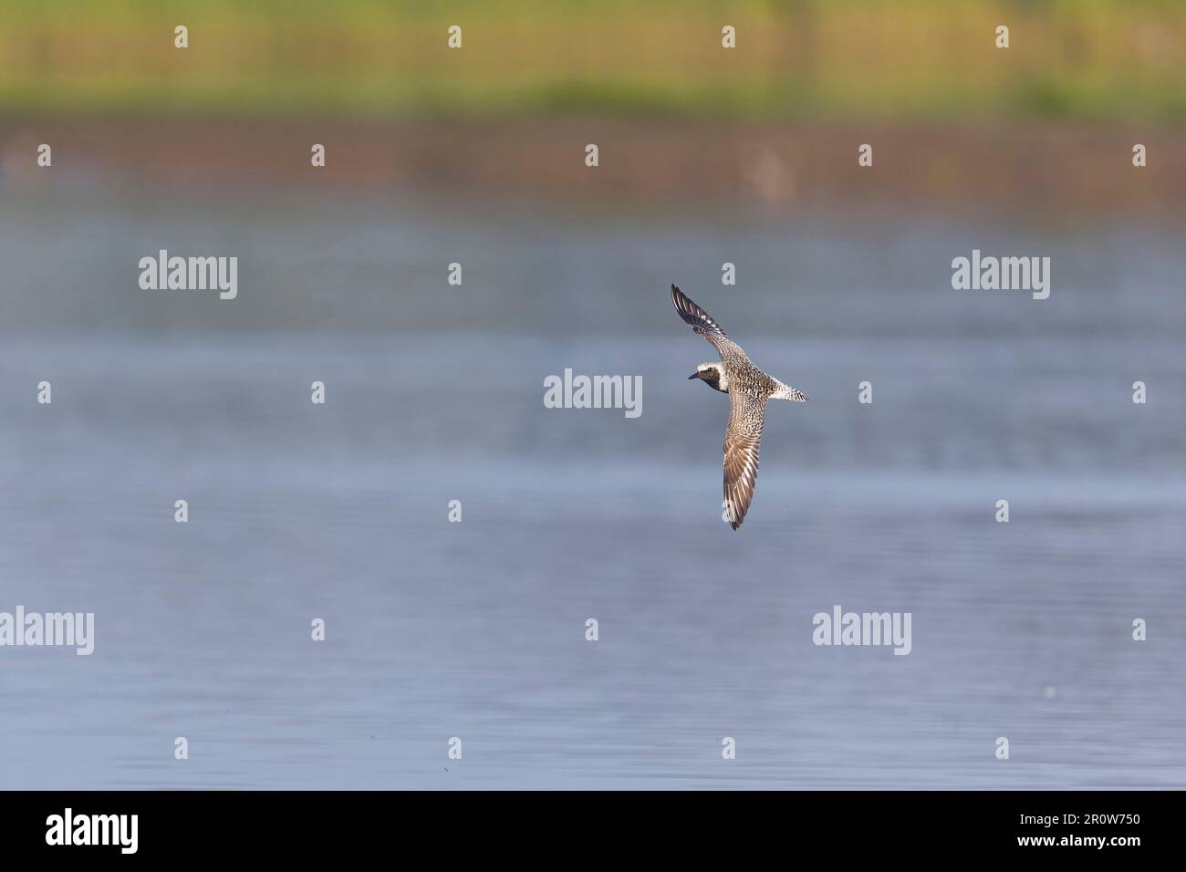 Grey plover Pluvialis squatarola, breeding plumage adult flying ...