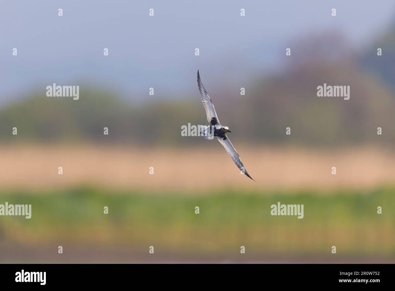 Grey plover Pluvialis squatarola, breeding plumage adult flying ...