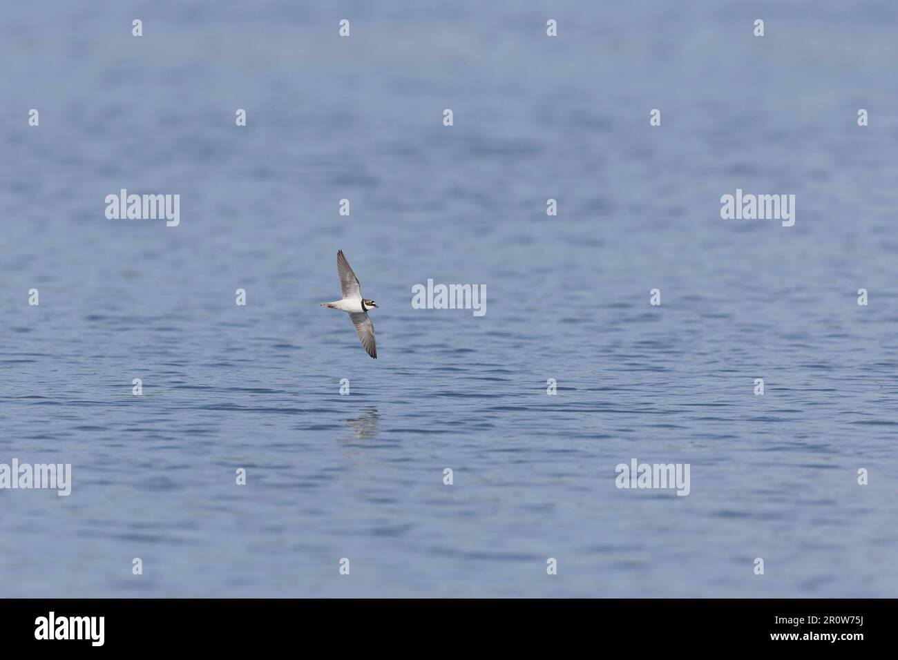 Little ringed plover Charadrius dubius, adult flying, Suffolk, England ...