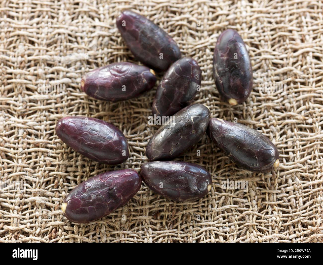 Fresh cocao bean hi-res stock photography and images - Alamy
