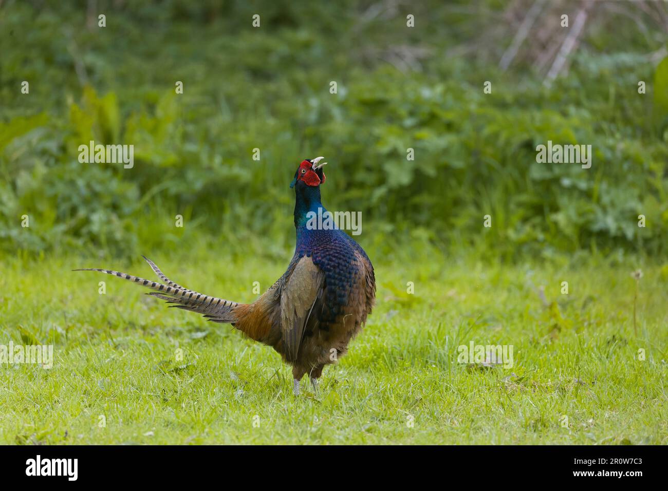 Common pheasant Phasianus colchicus, adult male calling, Suffolk ...