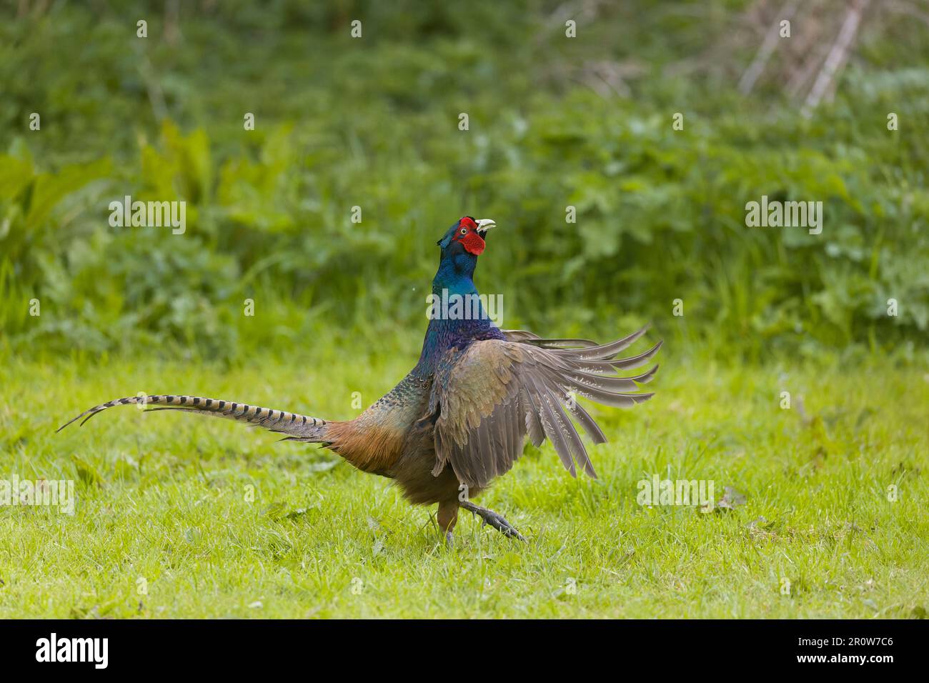 Common pheasant Phasianus colchicus, adult male flapping wings in ...
