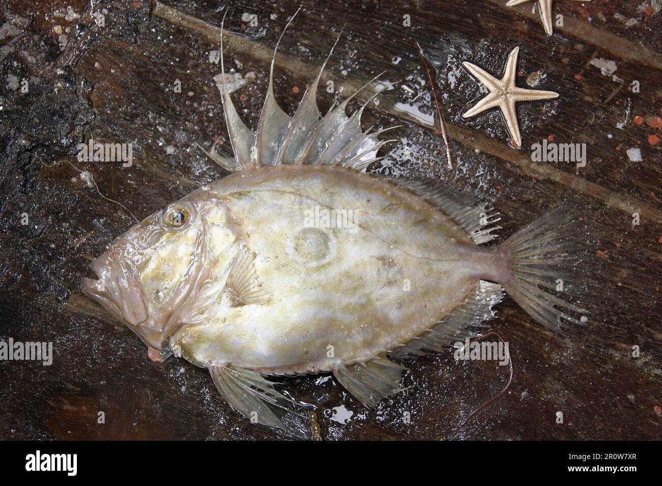 Raw John Dory Stock Photo - Alamy