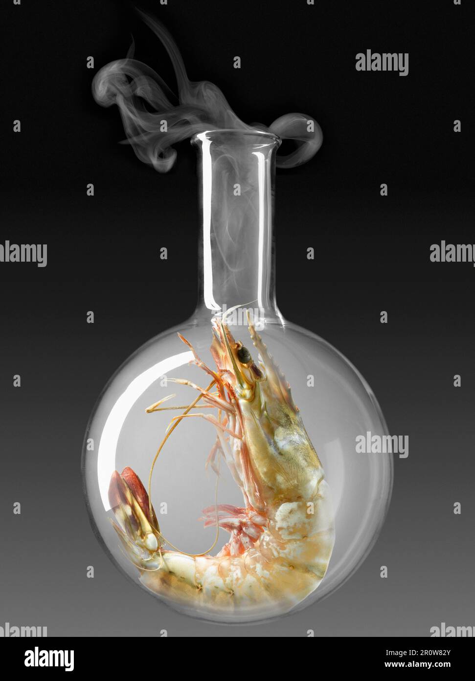 Shrimp in a glass chemical testing bottle Stock Photo - Alamy