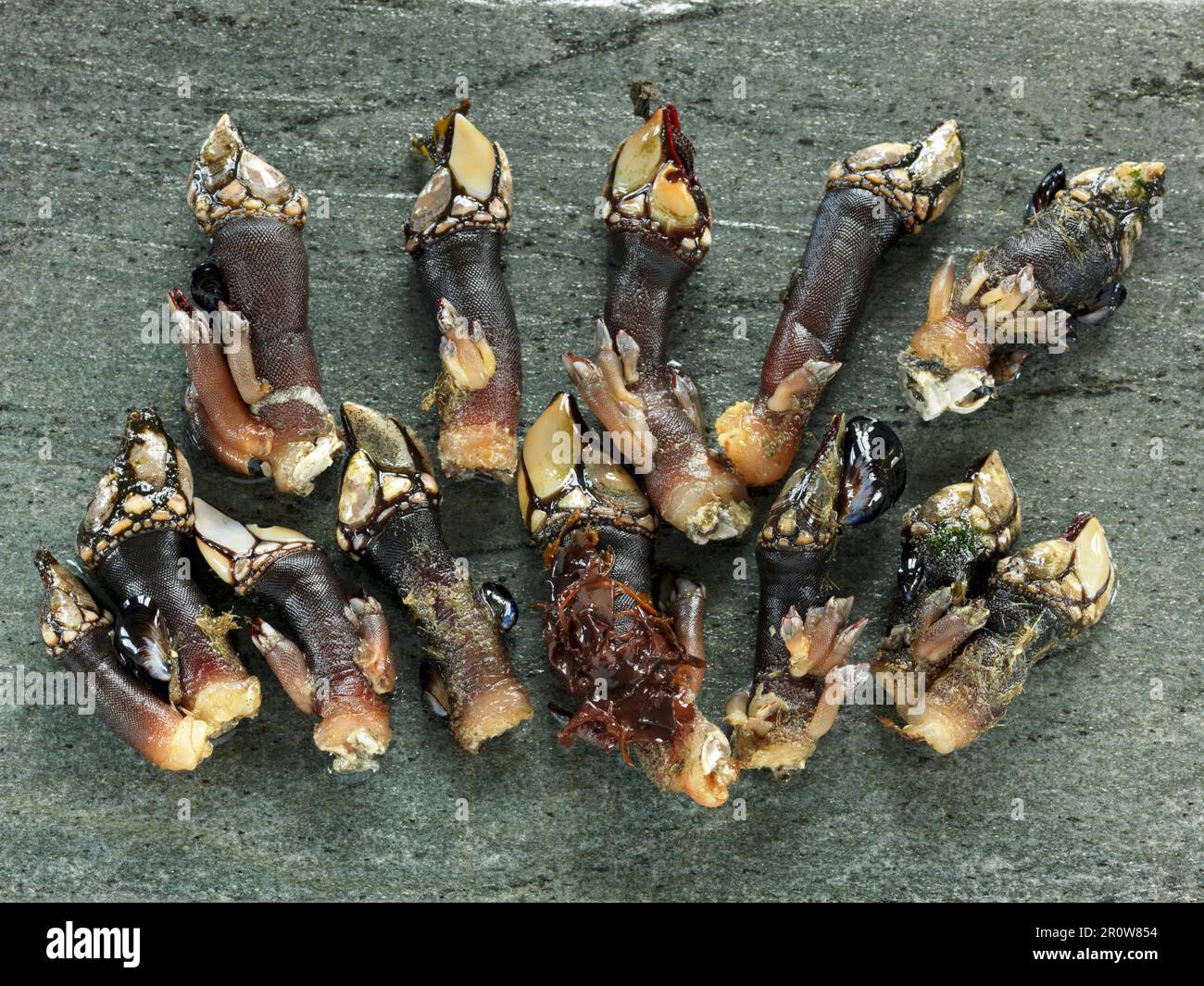 Goose neck barnacle seafood on hi-res stock photography and images - Alamy