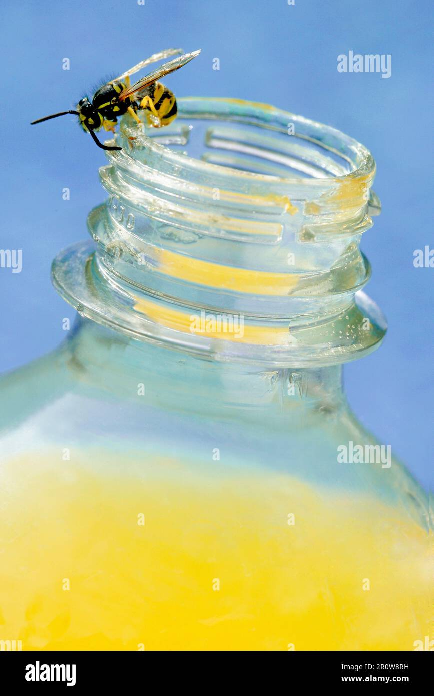 Meat juice bottle hi-res stock photography and images - Alamy