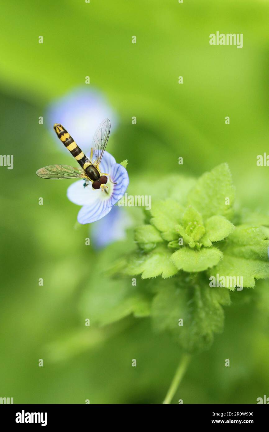 Insect gathering nectar Stock Photo - Alamy