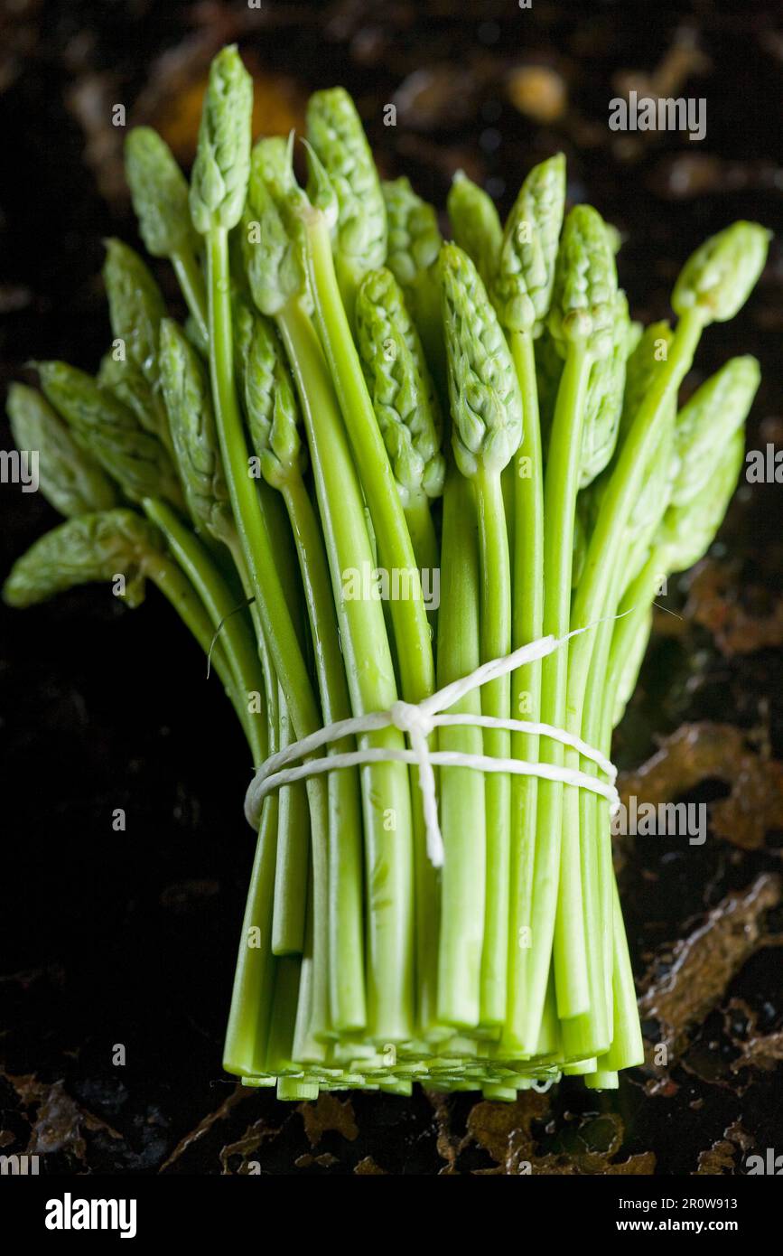Bunch of wild asparagus Stock Photo - Alamy