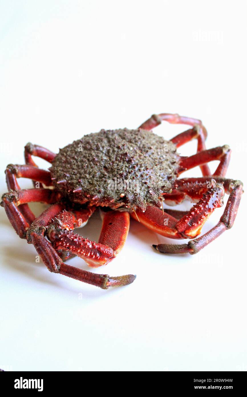 Spider crab recipe hi-res stock photography and images - Alamy