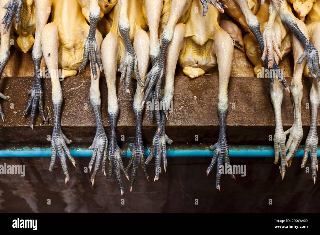 Chickens foot feet hi-res stock photography and images - Alamy
