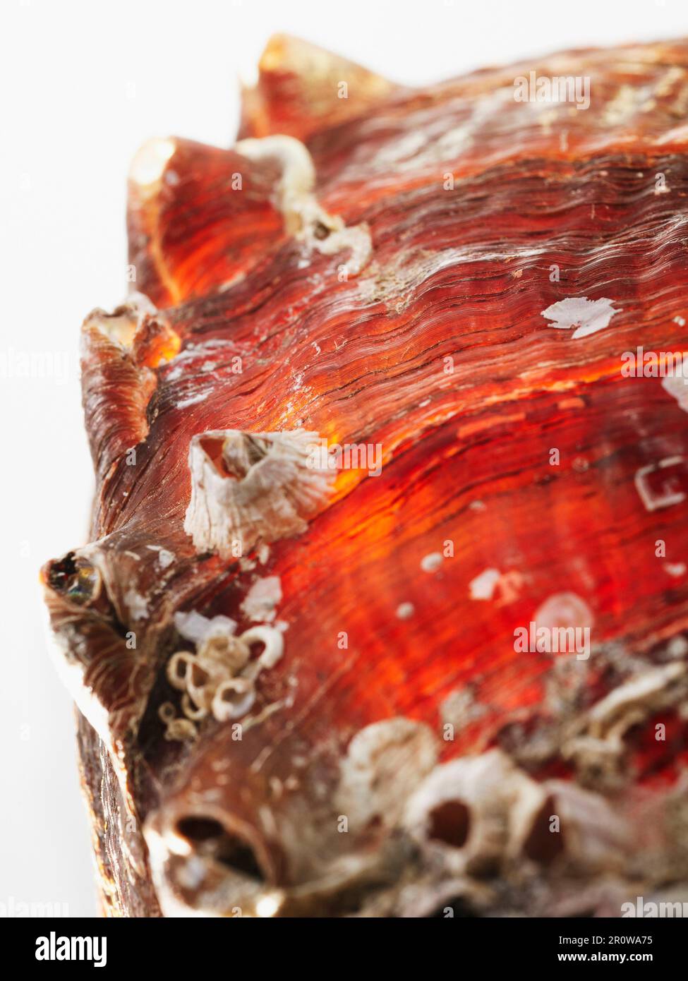 Ormer shell hi-res stock photography and images - Alamy