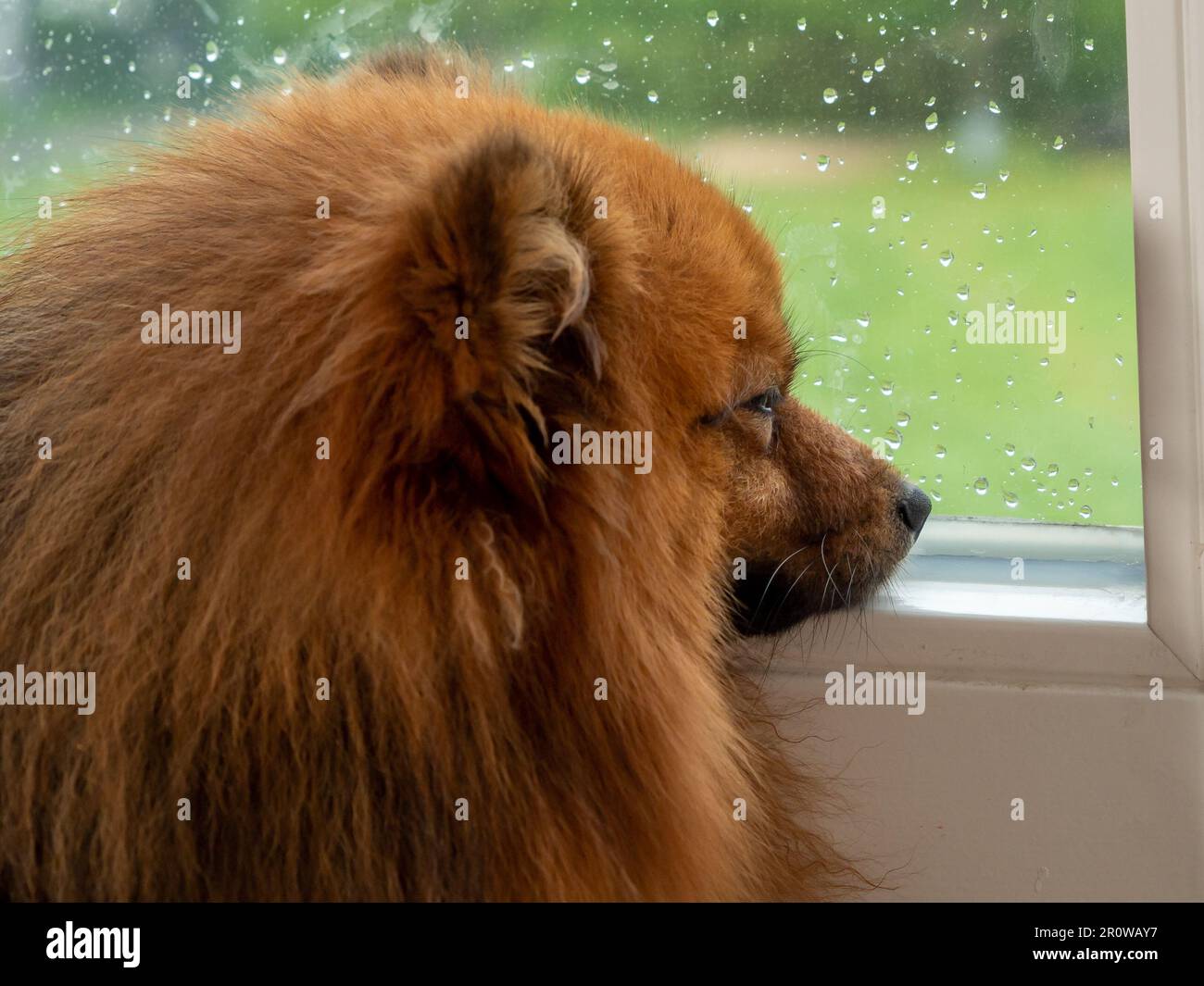 The dog looks out the window in rainy weather. Spitz dog at the window ...