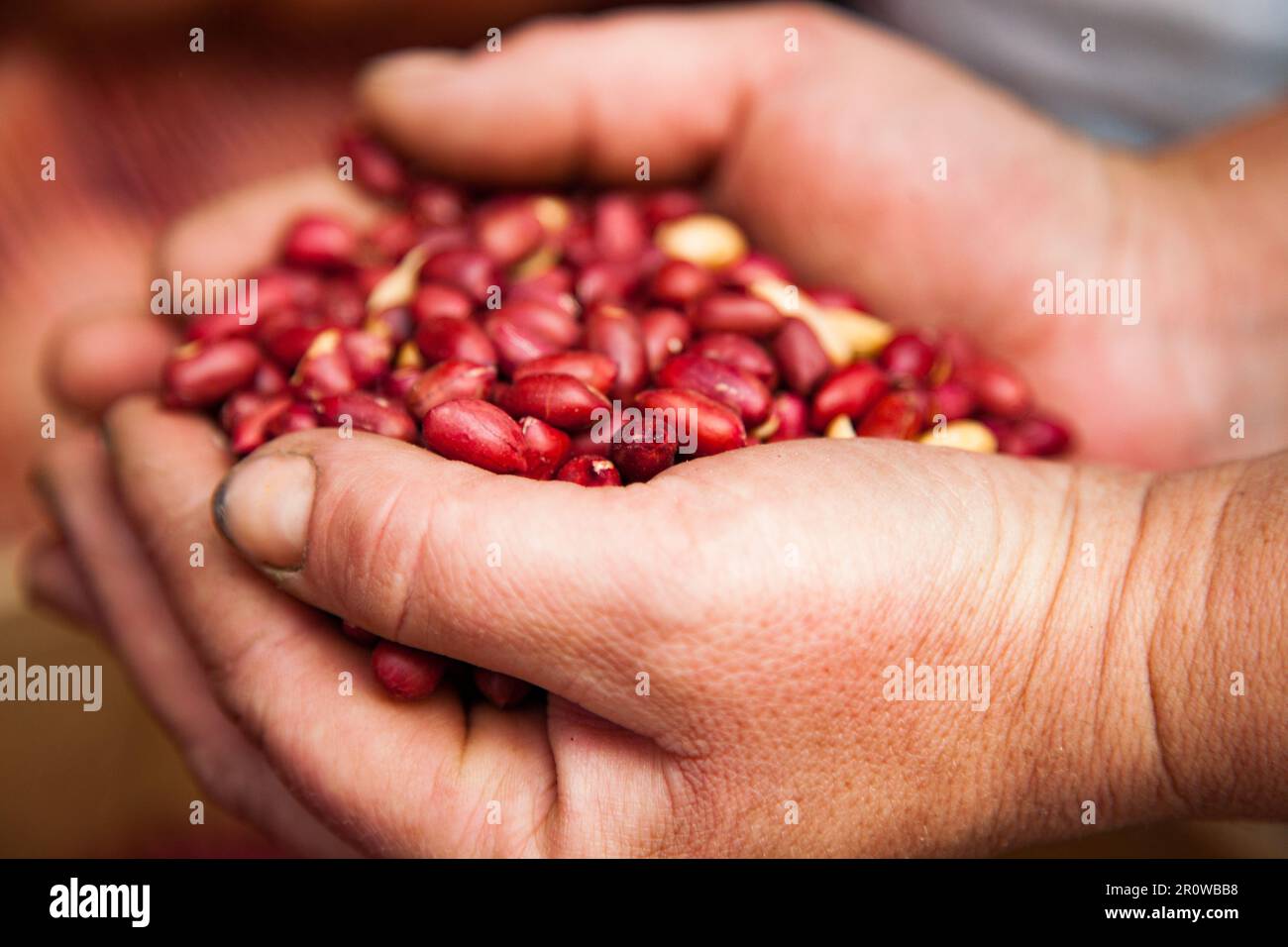 Peanuts in hand palm hi-res stock photography and images - Alamy