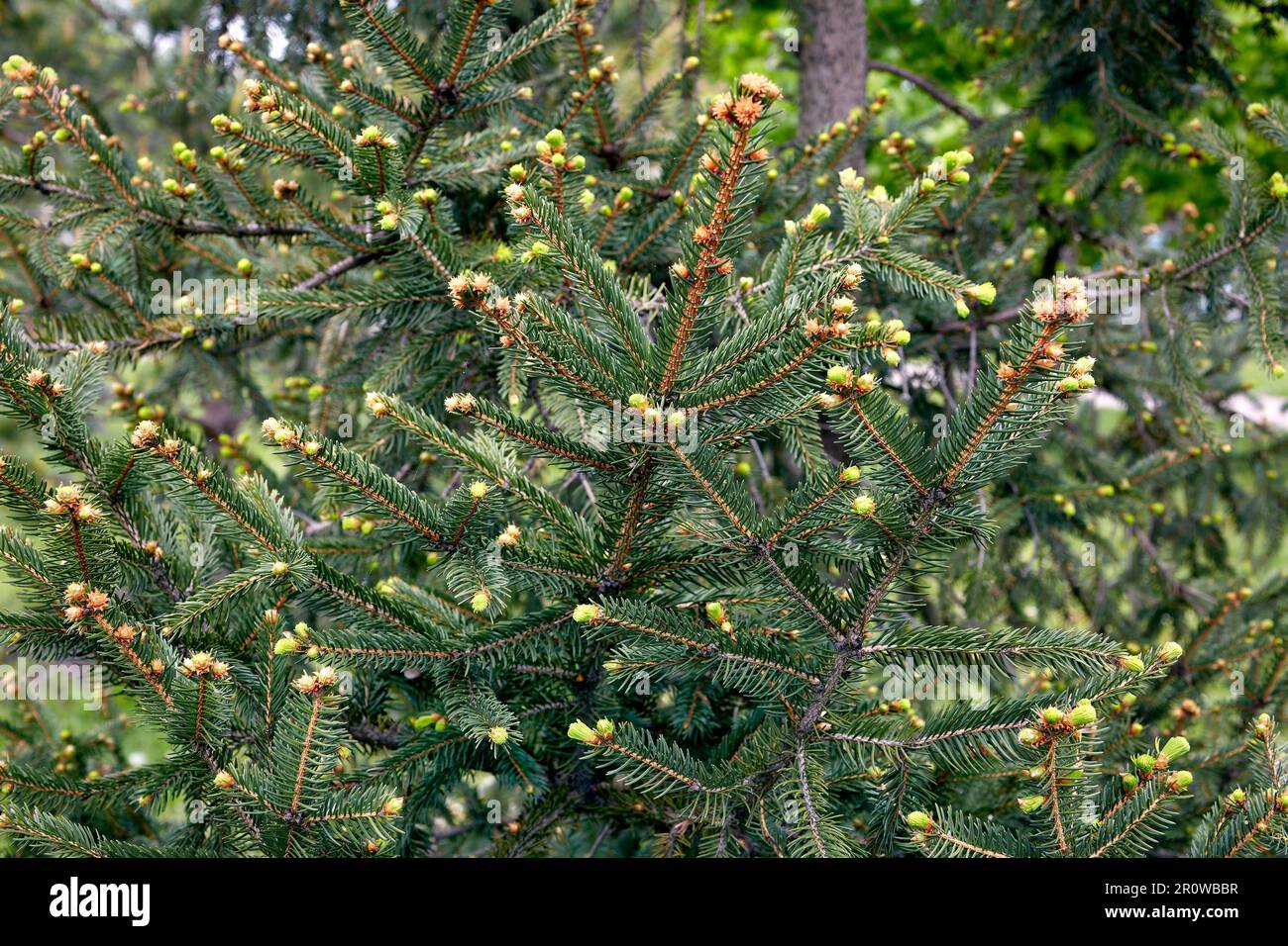 Image background green plant young flowering spruce Stock Photo - Alamy
