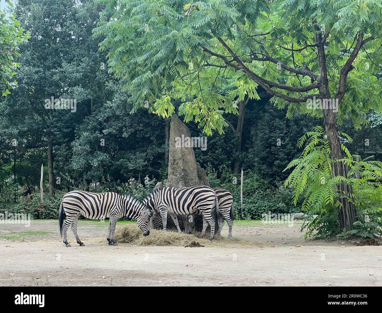 Beautiful striped African zebras in zoo enclosure Stock Photo - Alamy