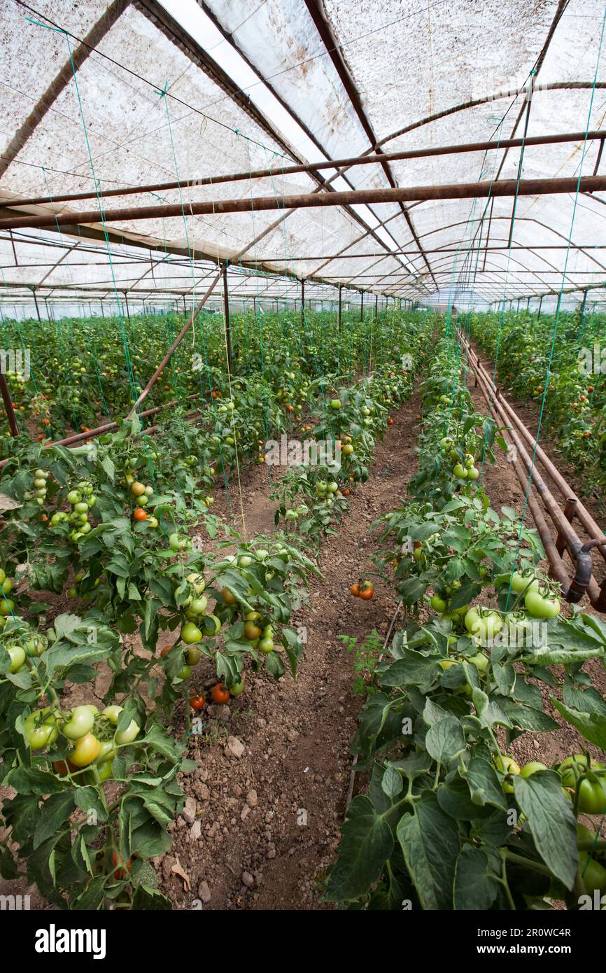 Interior of tomato greenhouse. High-wire growing technology Stock Photo ...