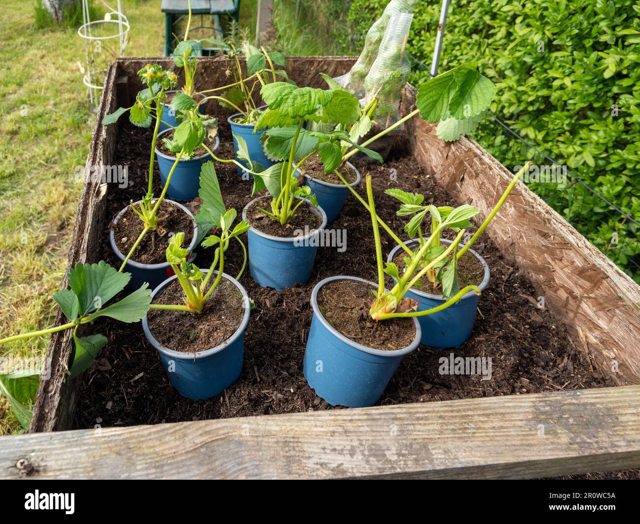 Seedling of strawberries. Planting strawberries with a garden shovel in ...
