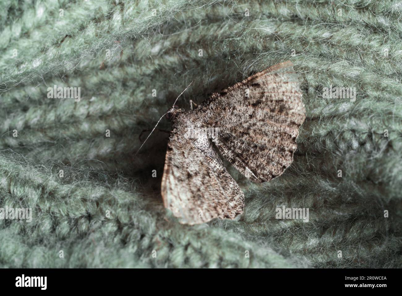 Moth with sweater hi-res stock photography and images - Alamy