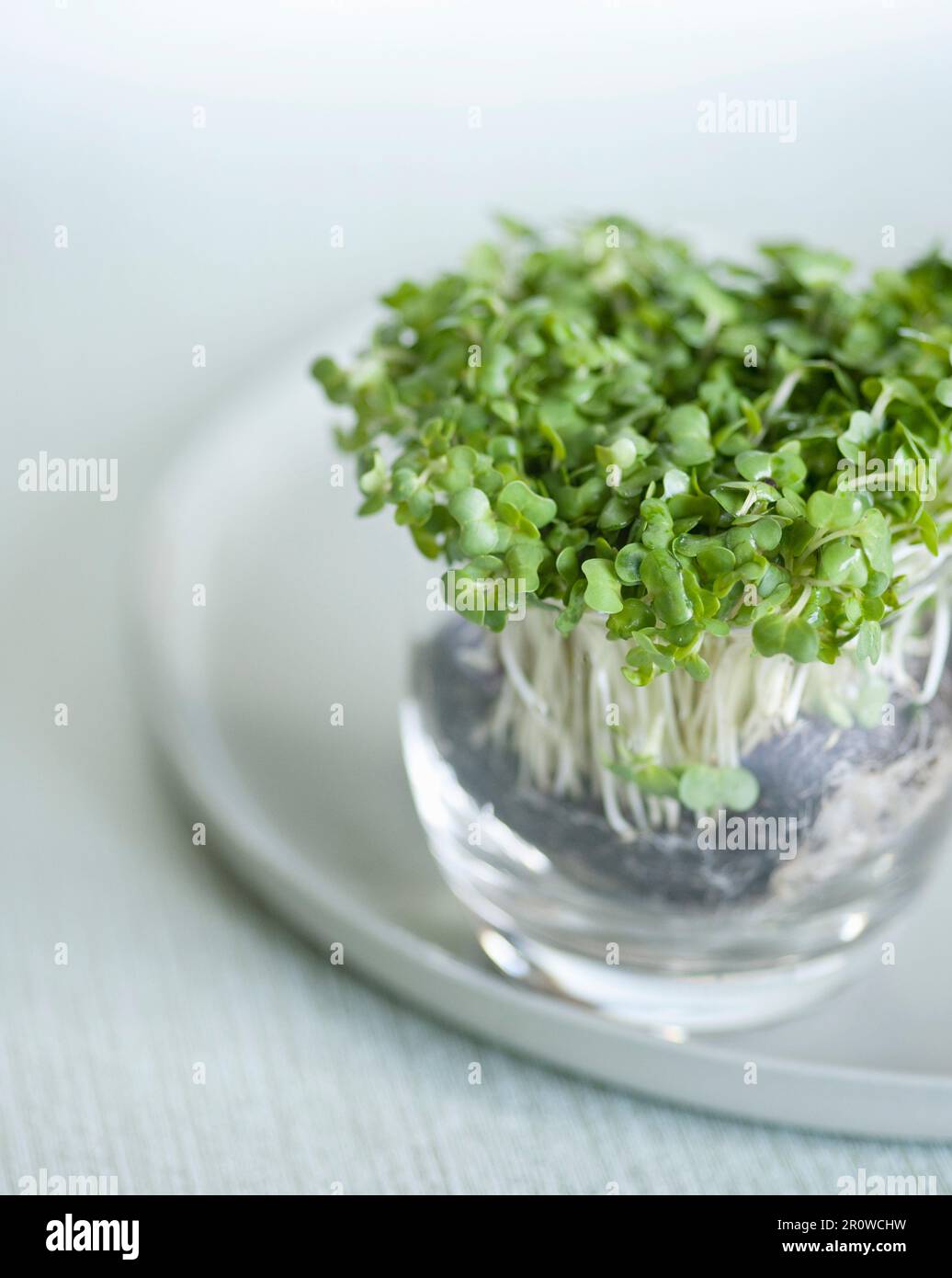 Cress recipe hi-res stock photography and images - Alamy