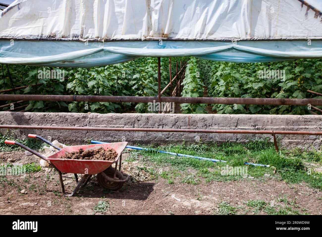 Tomato greenhouse with plants and fabric roof and wheelbarrow. Abstract ...
