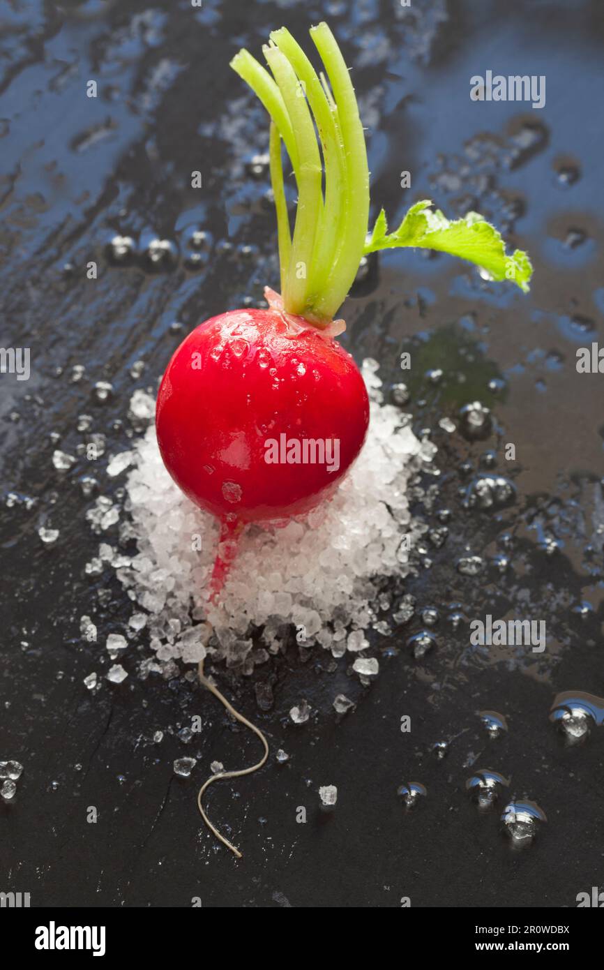 Radish with coarse salt Stock Photo - Alamy