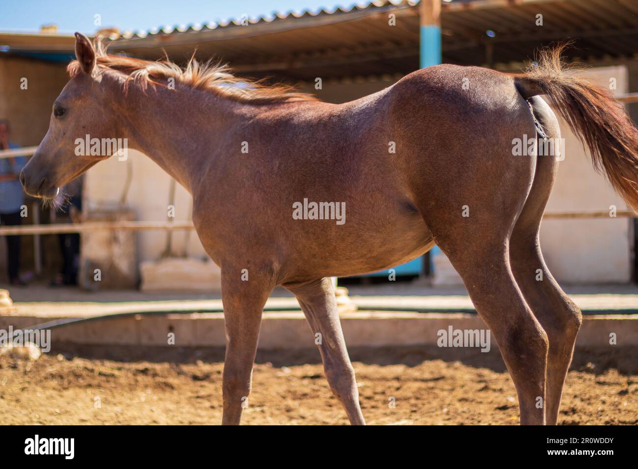 A brown horse at the farm in Algeria Stock Photo - Alamy