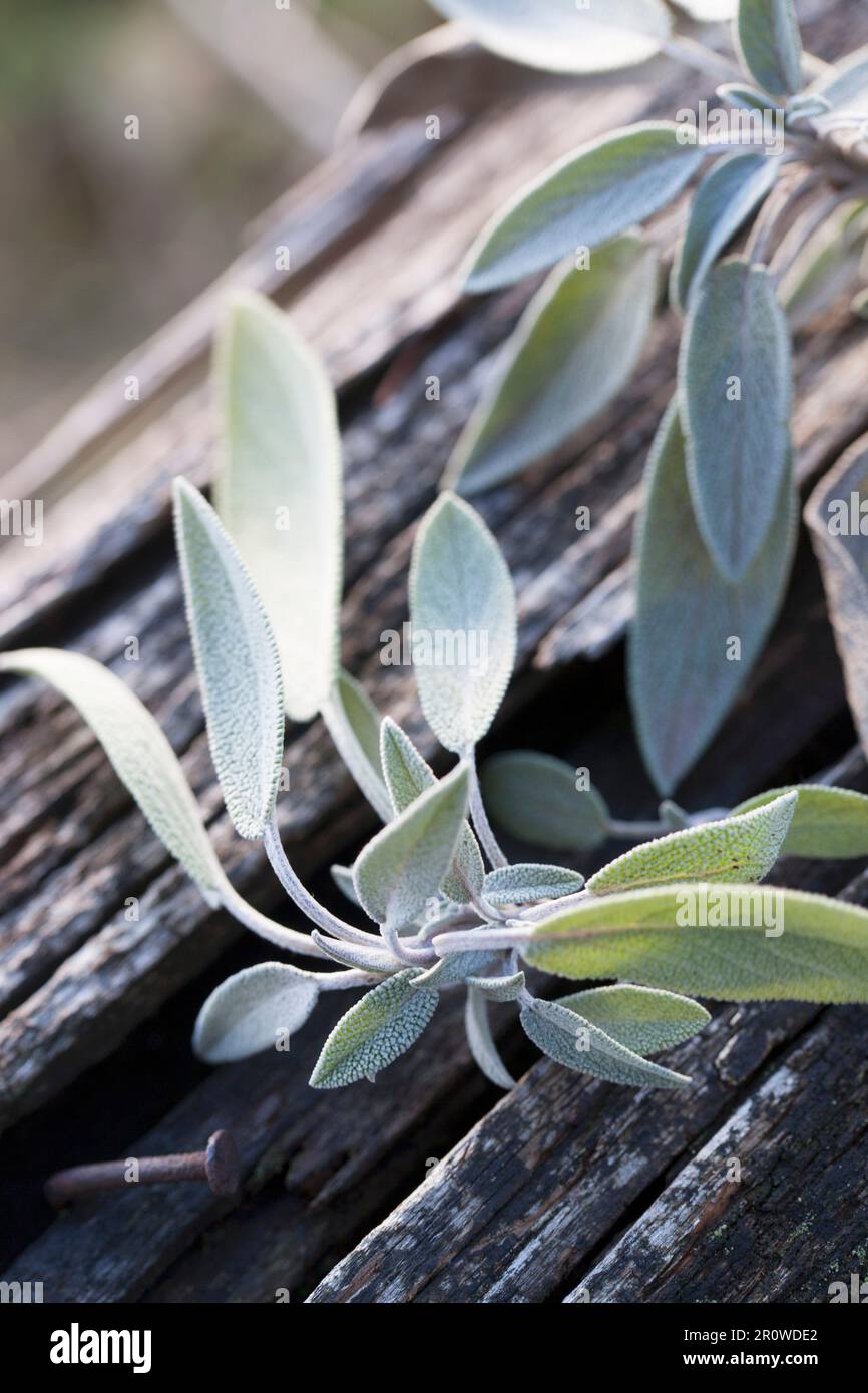 Sage seedling hi-res stock photography and images - Alamy