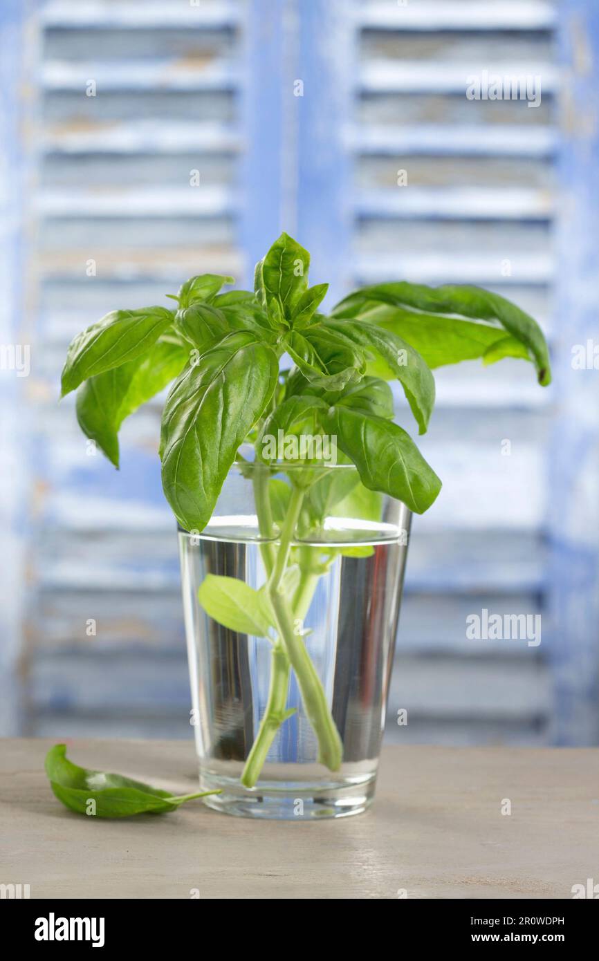 Branches of basil in a glass of water Stock Photo - Alamy