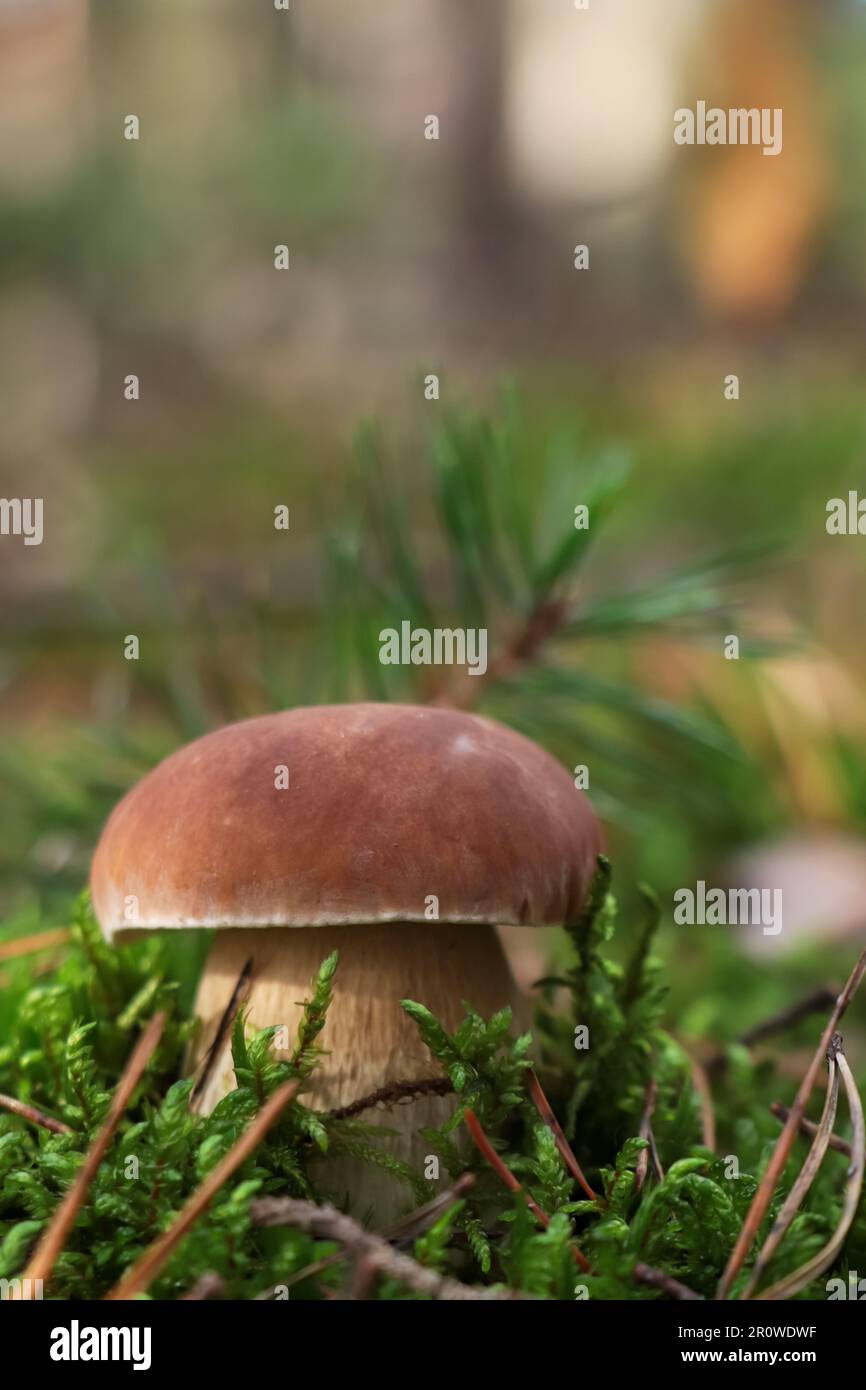 Porcini mushroom growing in forest, closeup view Stock Photo - Alamy