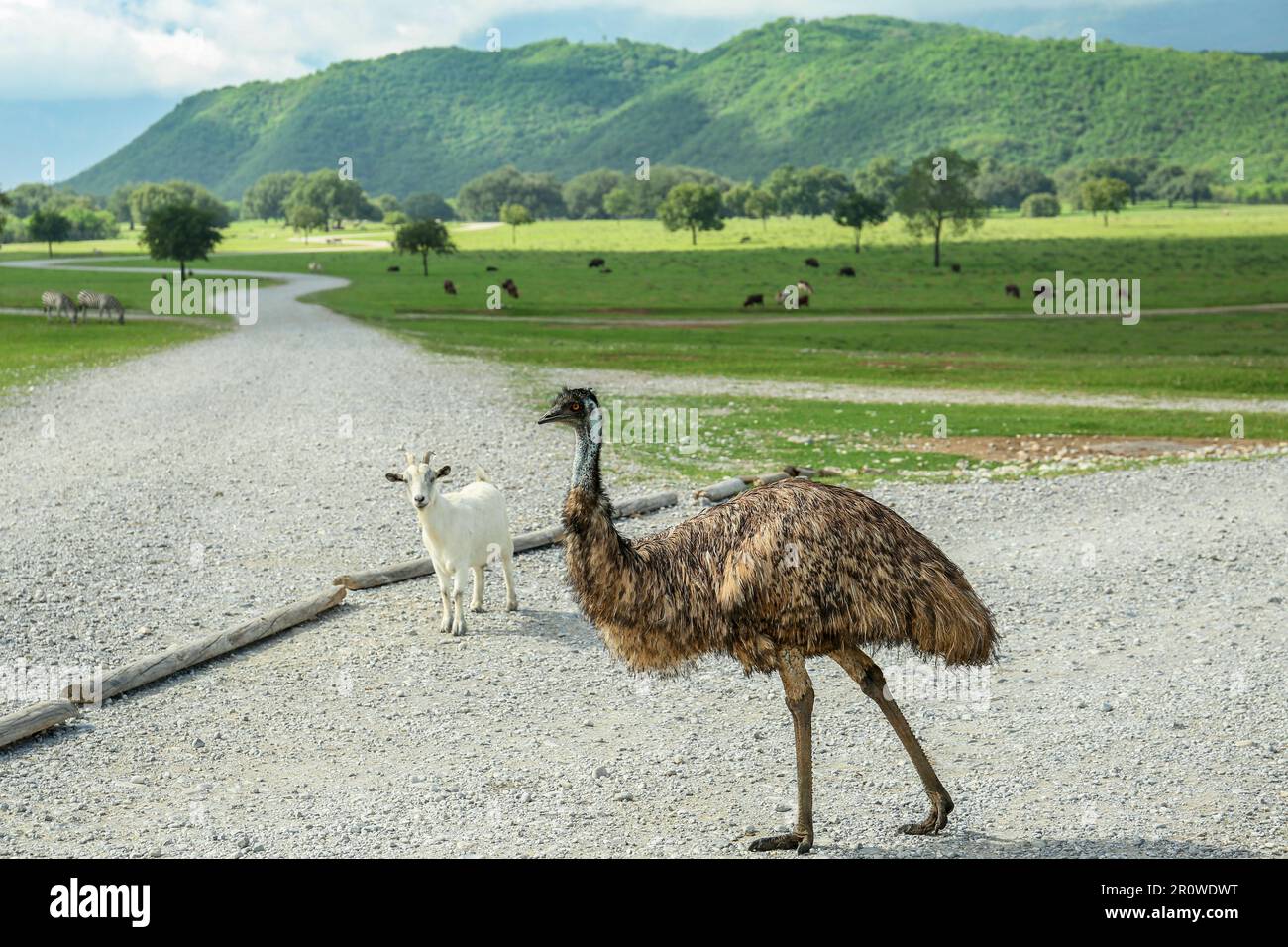 Beautiful emu bird and goat on road in safari park Stock Photo - Alamy